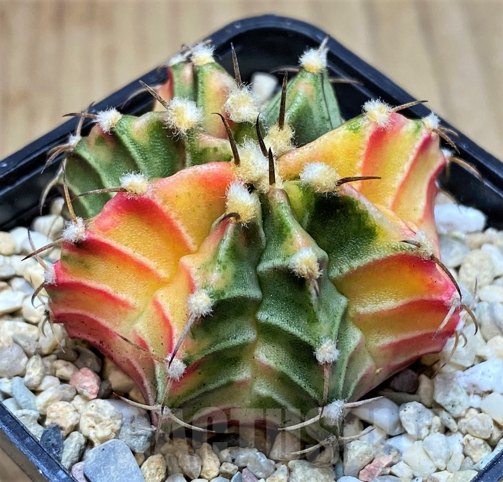 SH2007 Gymnocalycium friedrichii f. variegata, seedling – Cactus-online