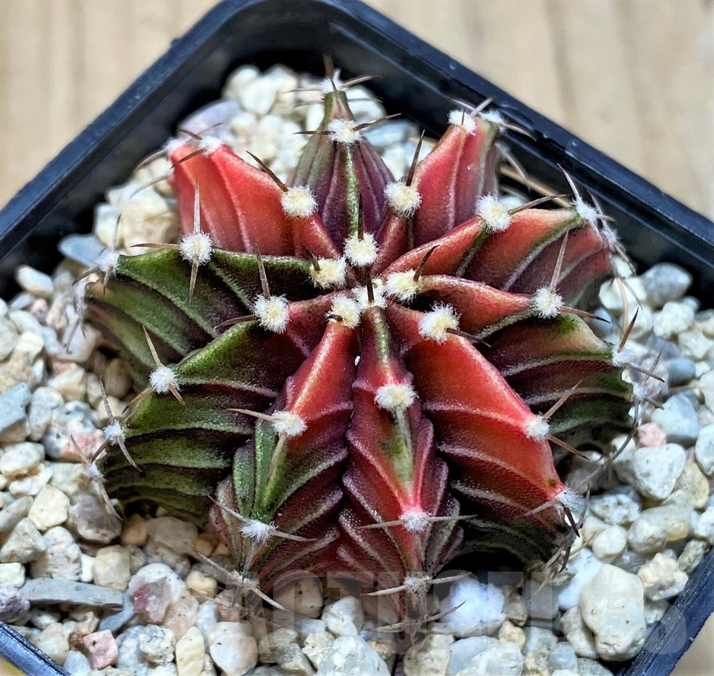 SH2117 Gymnocalycium friedrichii f. variegata, seedling – Cactus-online