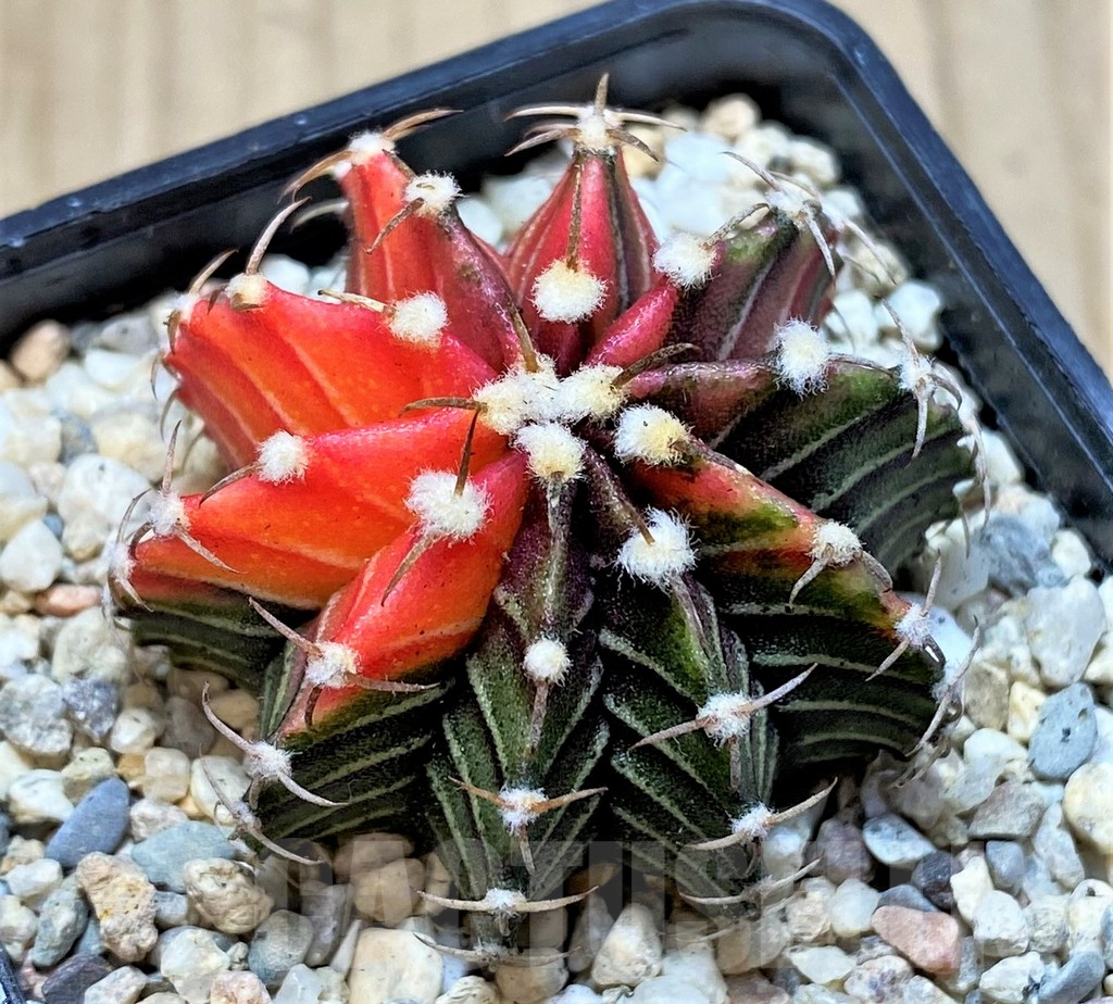 SH2118 Gymnocalycium friedrichii f. variegata, seedling – Cactus-online