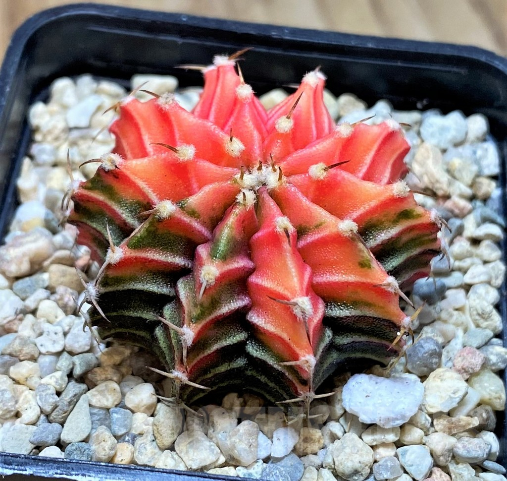 SH2317 Gymnocalycium friedrichii f. variegata, seedling – Cactus-online
