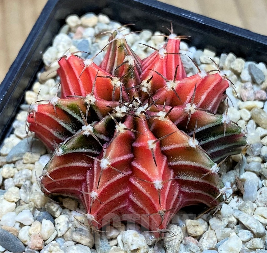 SH2318 Gymnocalycium friedrichii f. variegata, seedling – Cactus-online