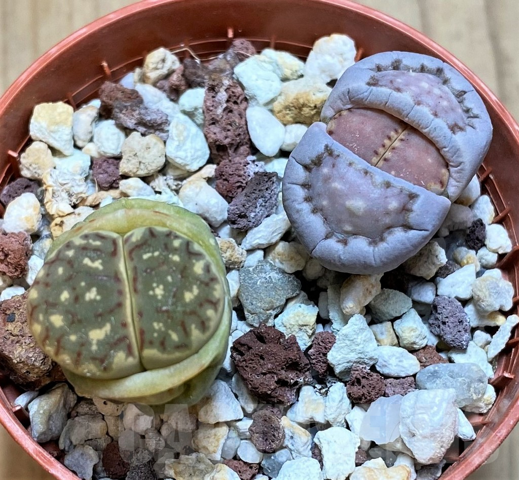 SH2722 Lithops dorotheae + Lithops salicola ‘Bacchus’ – Cactus-online