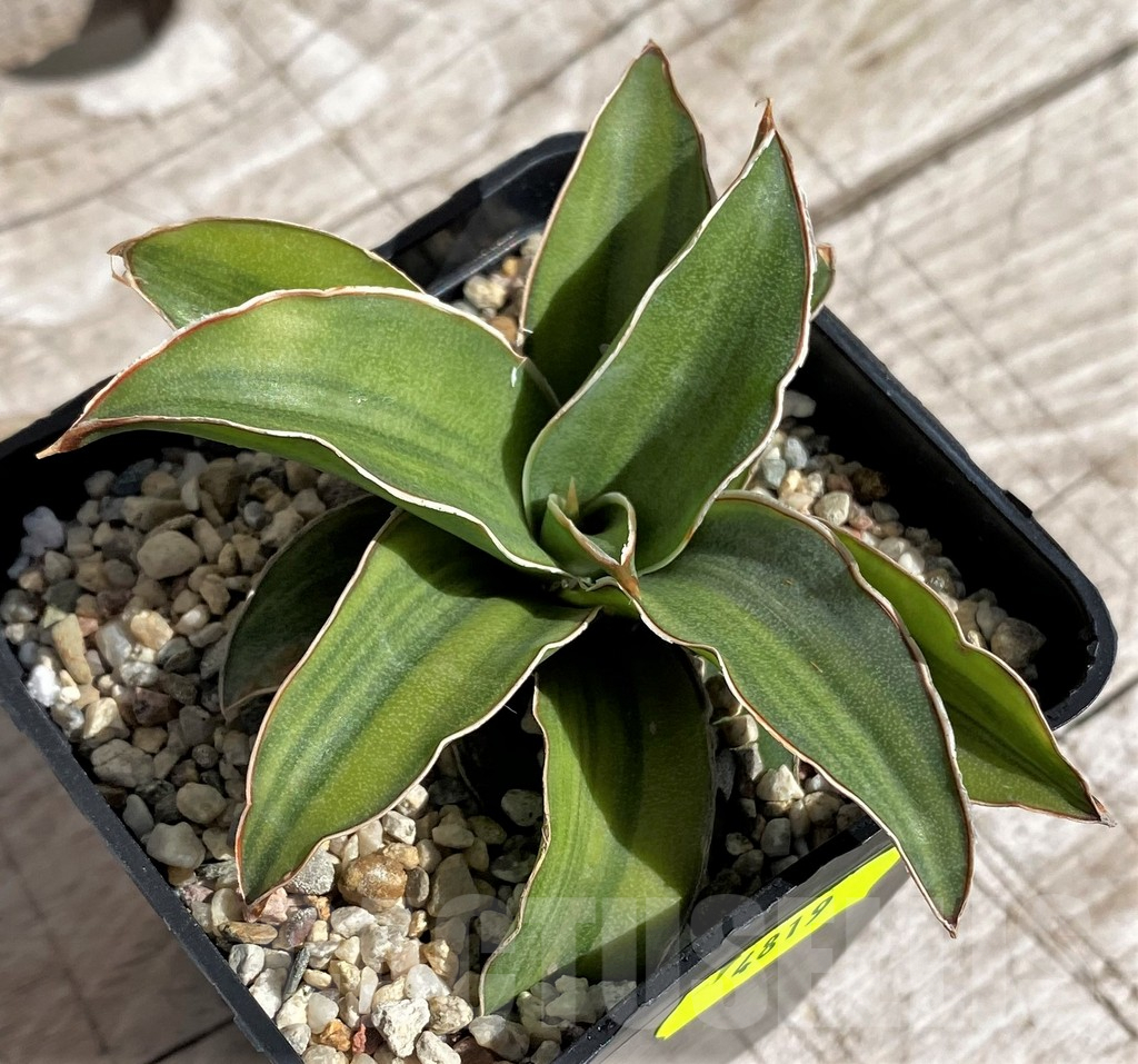 SH4819 Sansevieria ‘Kismayo’ f. variegata – Cactus-online