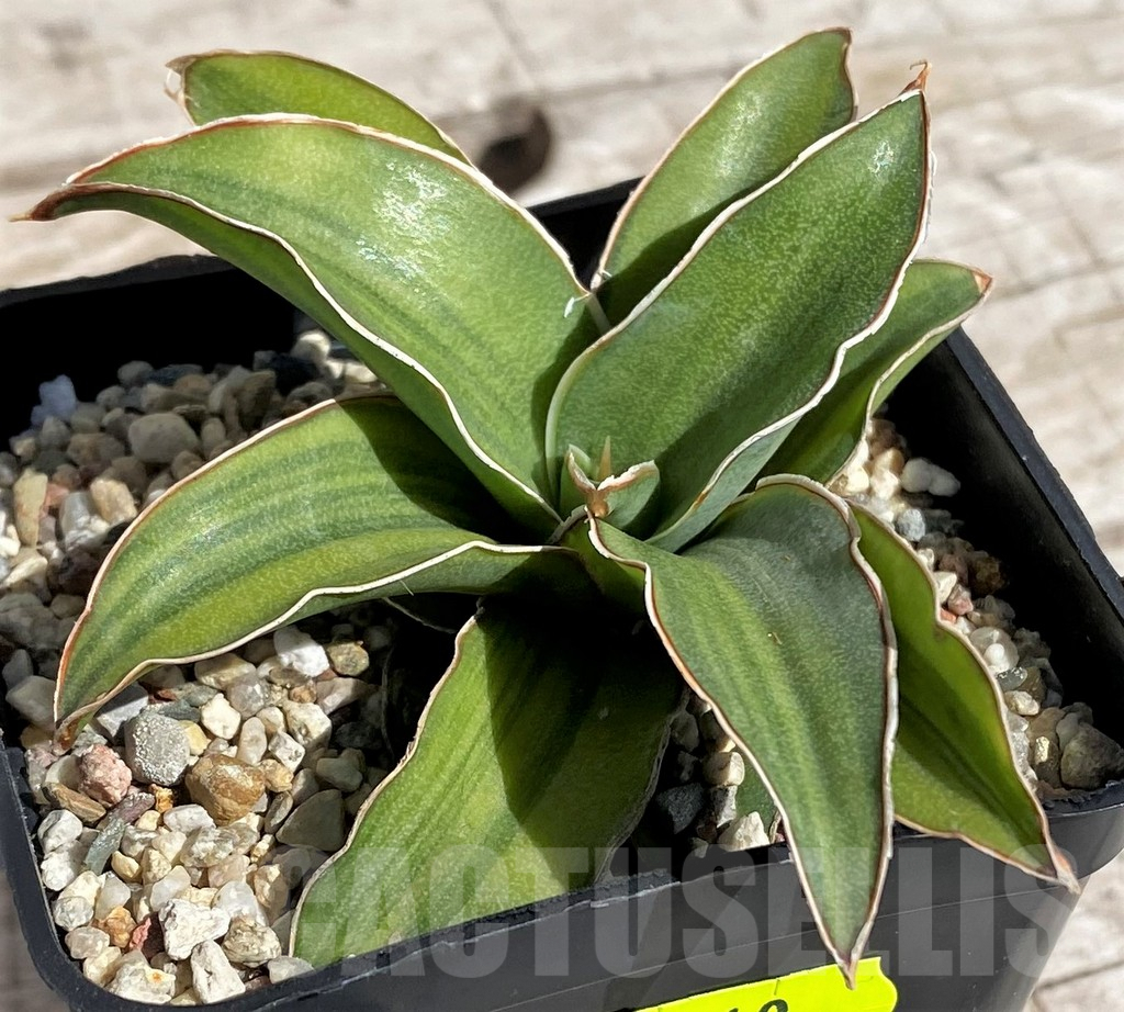 SH4819 Sansevieria ‘Kismayo’ f. variegata – Cactus-online
