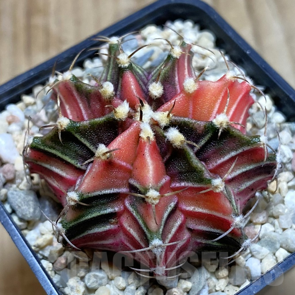 SH1526 Gymnocalycium friedrichii LB f. variegata, seedling – Cactus-online