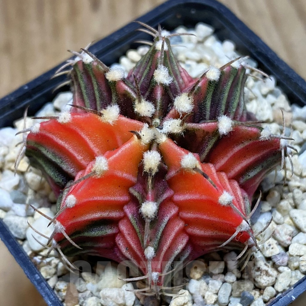 SH1527 Gymnocalycium friedrichii LB f. variegata, seedling – Cactus-online