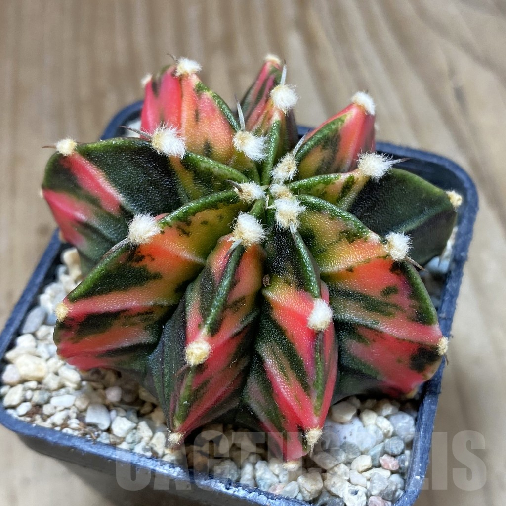 SH1659 Gymnocalycium friedrichii f. variegata, seedling – Cactus-online