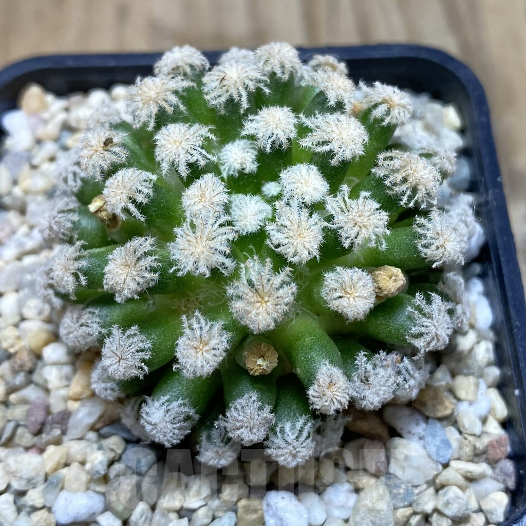SH1855 Mammillaria plumosa ‘Snow’ – Cactus-online
