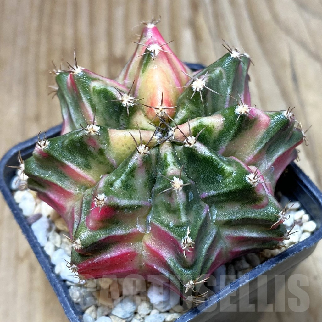 SH2604 Gymnocalycium mihanovichii f. variegata , seedling – Cactus-online