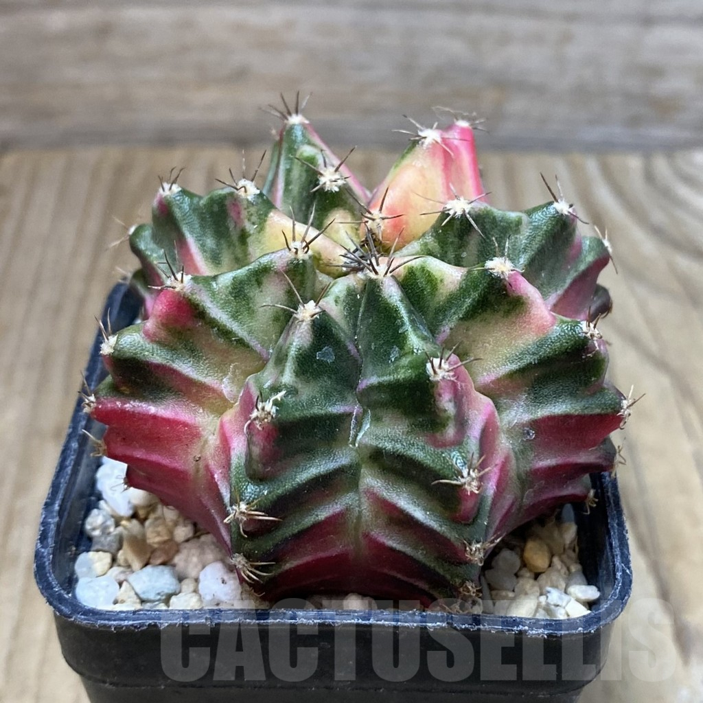 SH2604 Gymnocalycium mihanovichii f. variegata , seedling – Cactus-online
