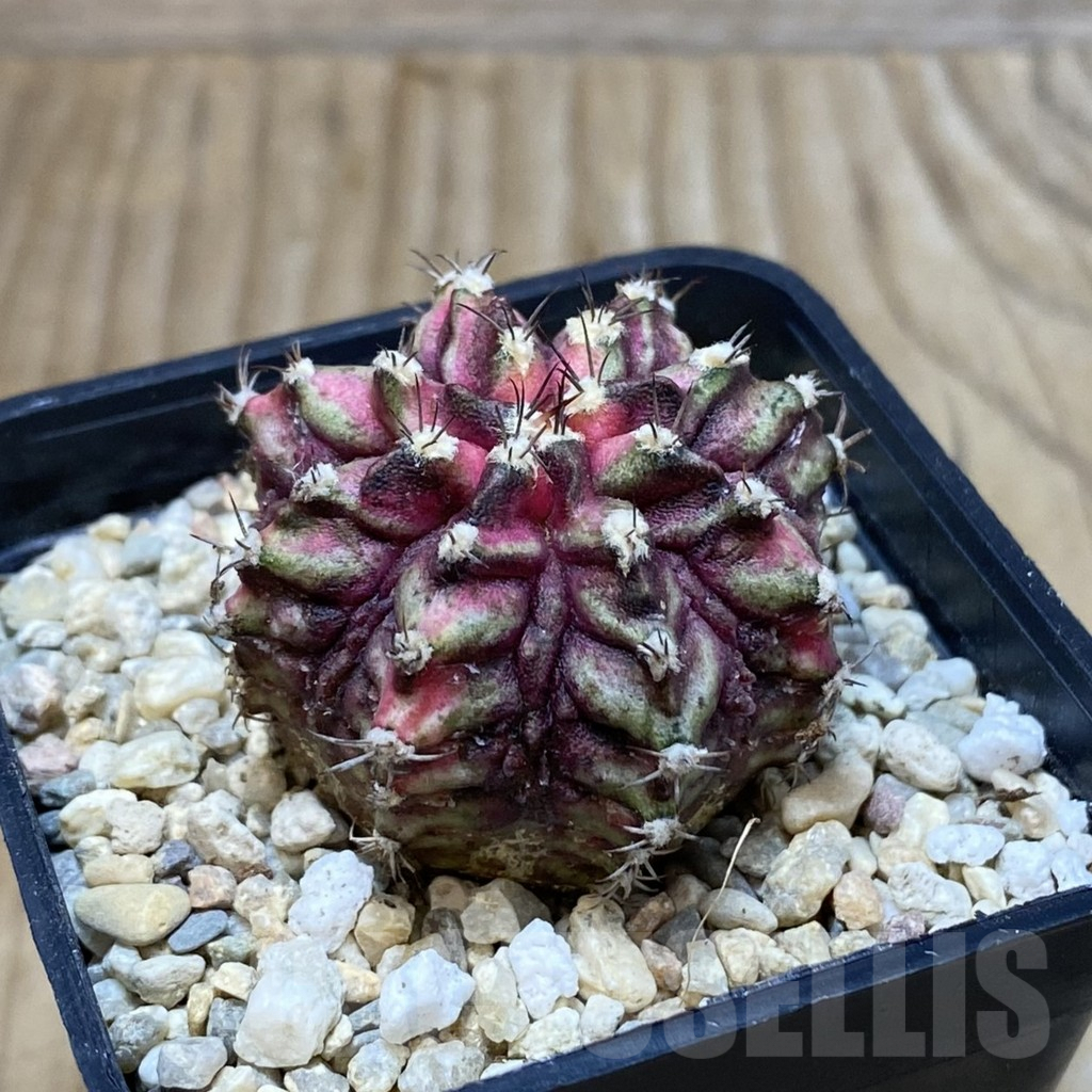 SH2663 Gymnocalycium mihanovichii ‘T-Lux’ f. variegata – Cactus-online