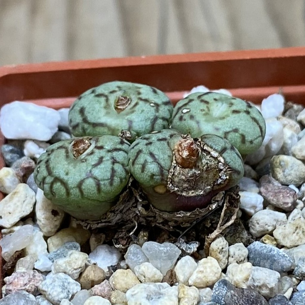 SH2628 Conophytum obcordellum, seedling – Cactus-online