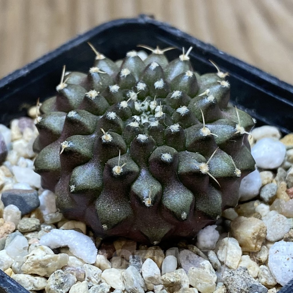 SH2837 Gymnocalycium mihanovichii ‘inermis’ – Cactus-online