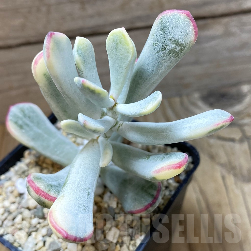 SH2858 Cotyledon orbiculata f. variegata, long leaf – Cactus-online