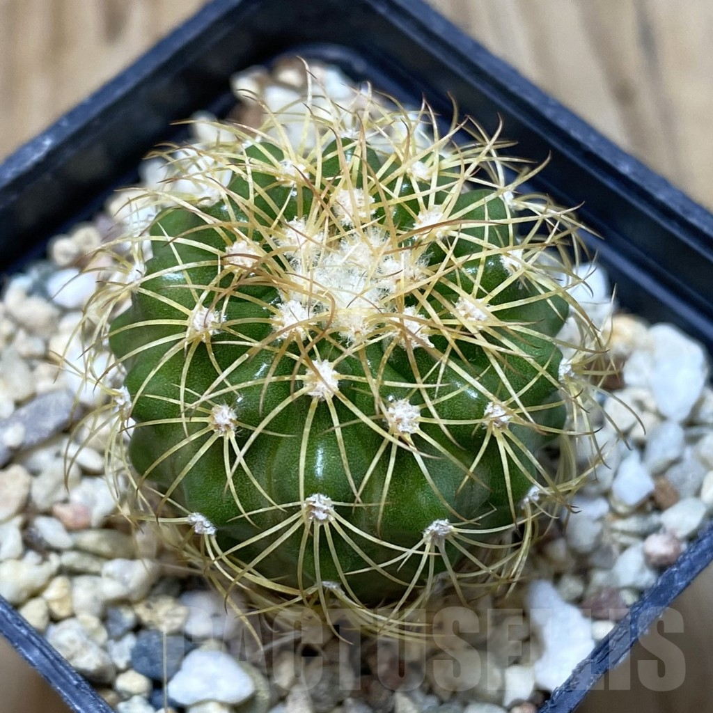 SH2897 Discocactus bahiensis – Cactus-online