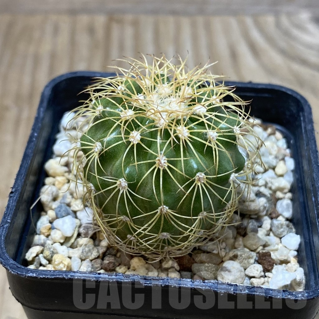 SH2897 Discocactus bahiensis – Cactus-online