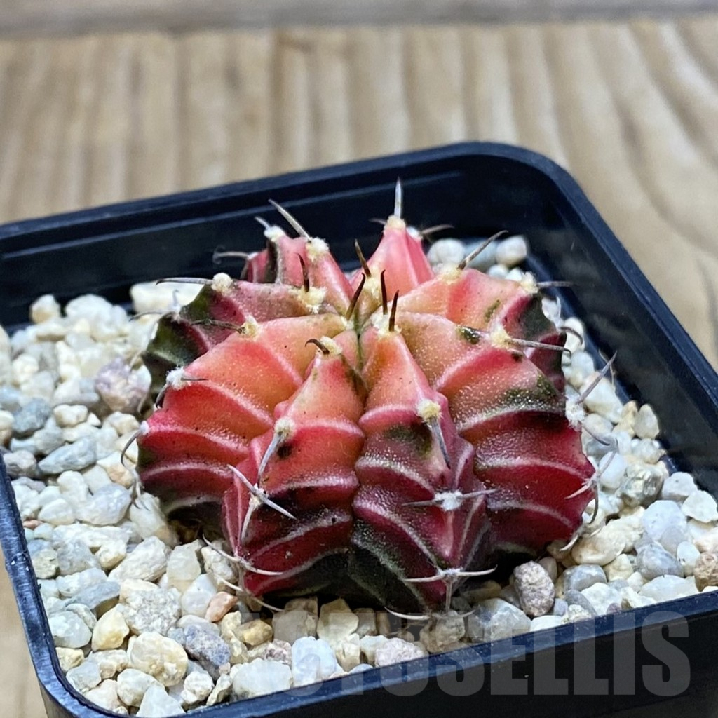 SH3115 Gymnocalycium friedrichii f. variegata, seedling – Cactus-online