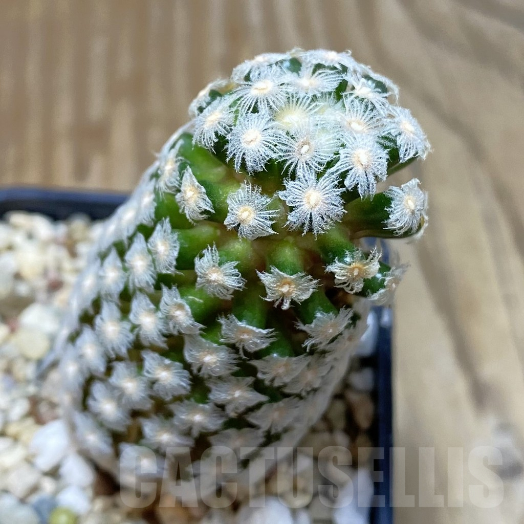 SH3517 Mammillaria theresae – Cactus-online