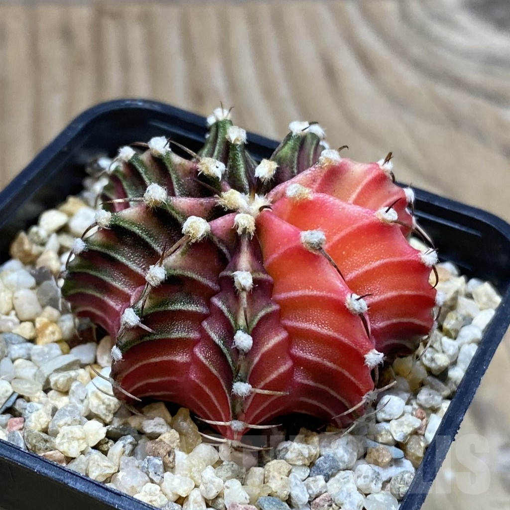 SH3778 Gymnocalycium friedrichii f. variegata, seedling – Cactus-online