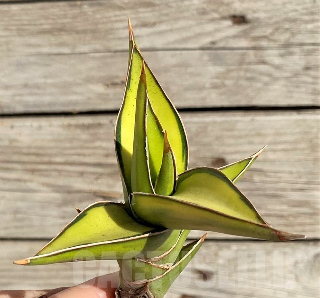 SH1592 Sansevieria lavranos 23251 f. variegata – Cactus-online