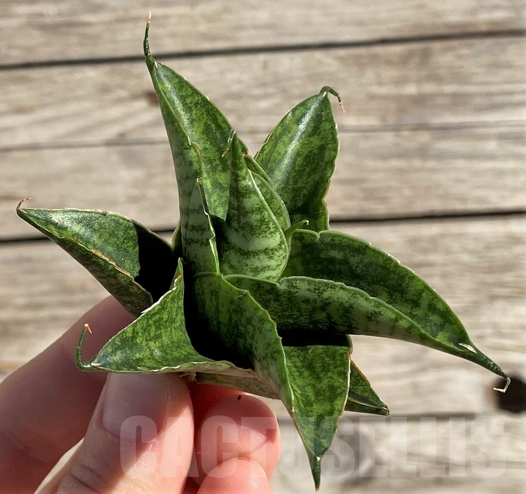 SH1572 Sansevieria ‘Sindoro’ – Cactus-online