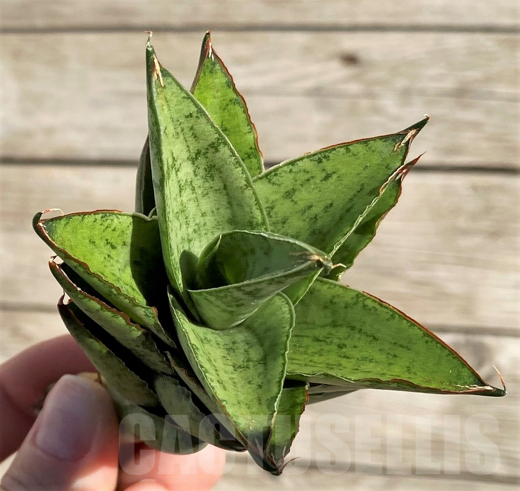 SH1583 Sansevieria ‘Pagoda’ – Cactus-online
