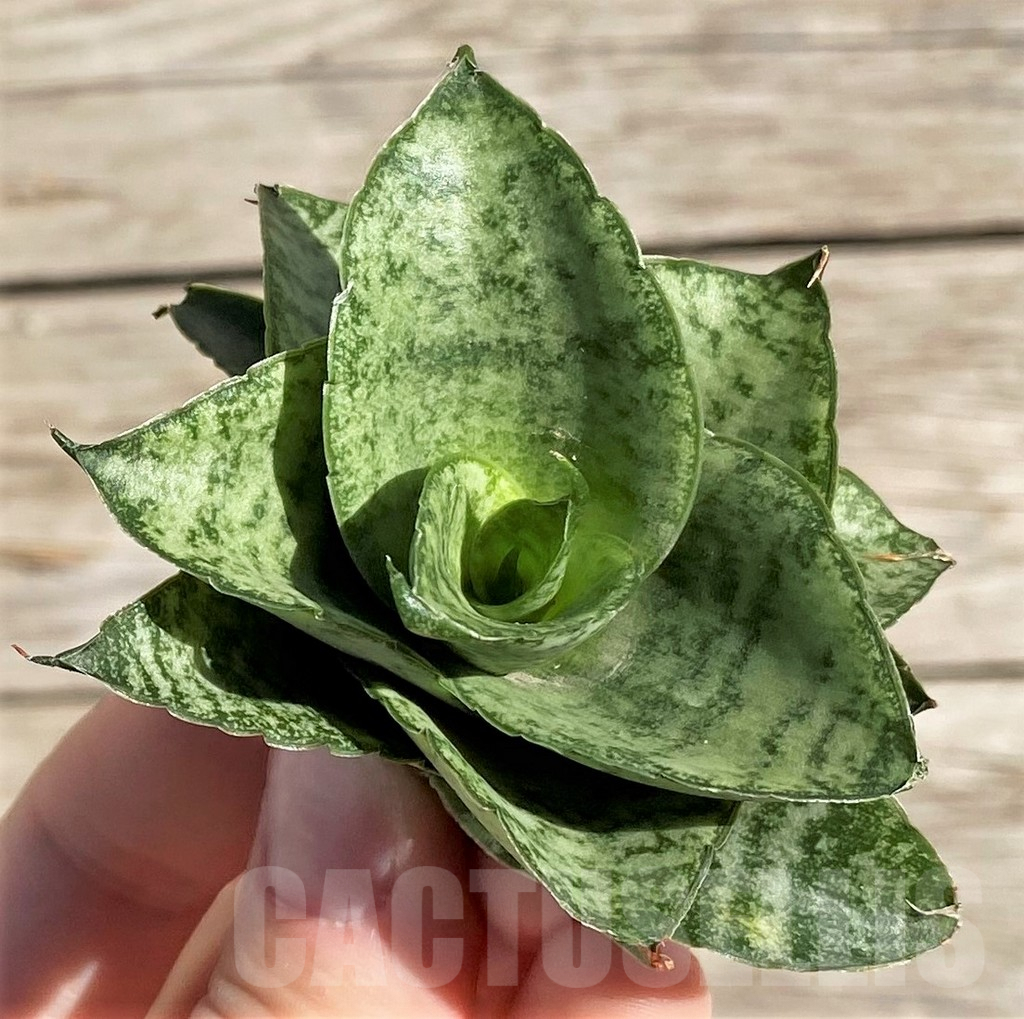 SH1586 Sansevieria ‘Frozen Rose’ – Cactus-online