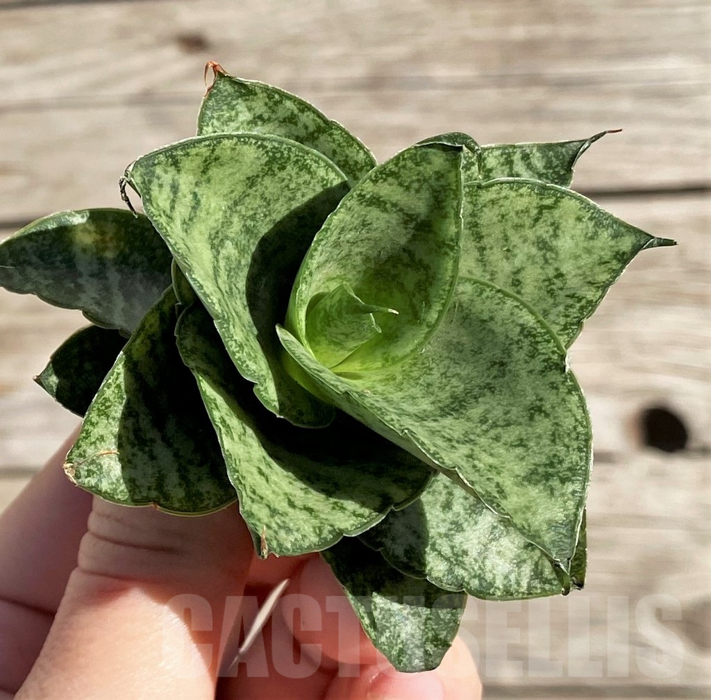 SH1586 Sansevieria ‘Frozen Rose’ – Cactus-online