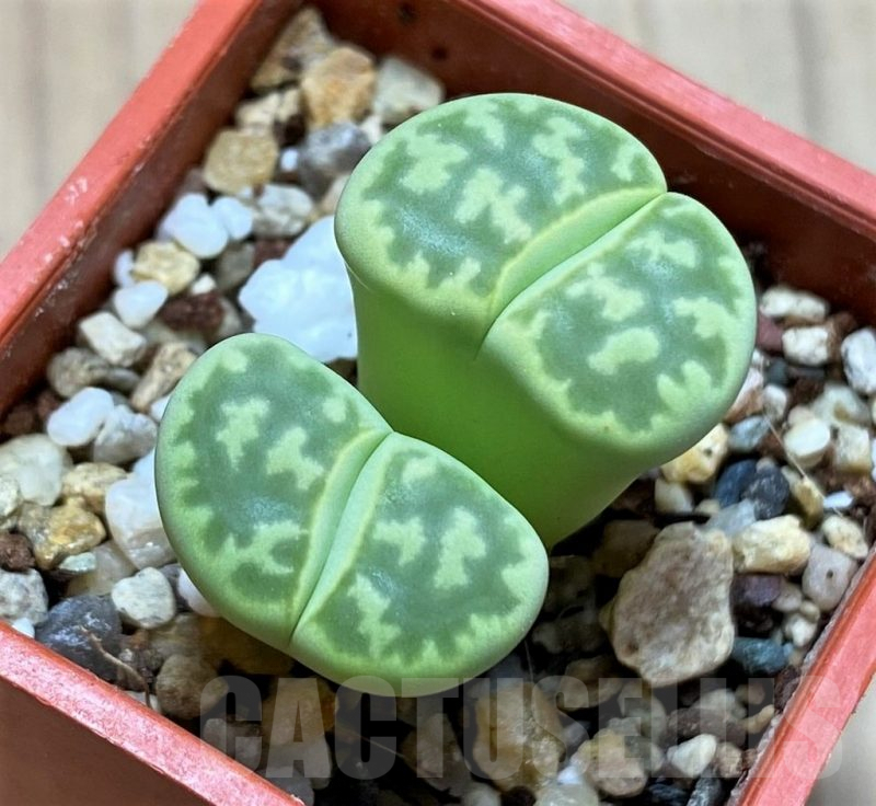 SH4462 Lithops bella ‘Green vermilion’ – Cactus-online