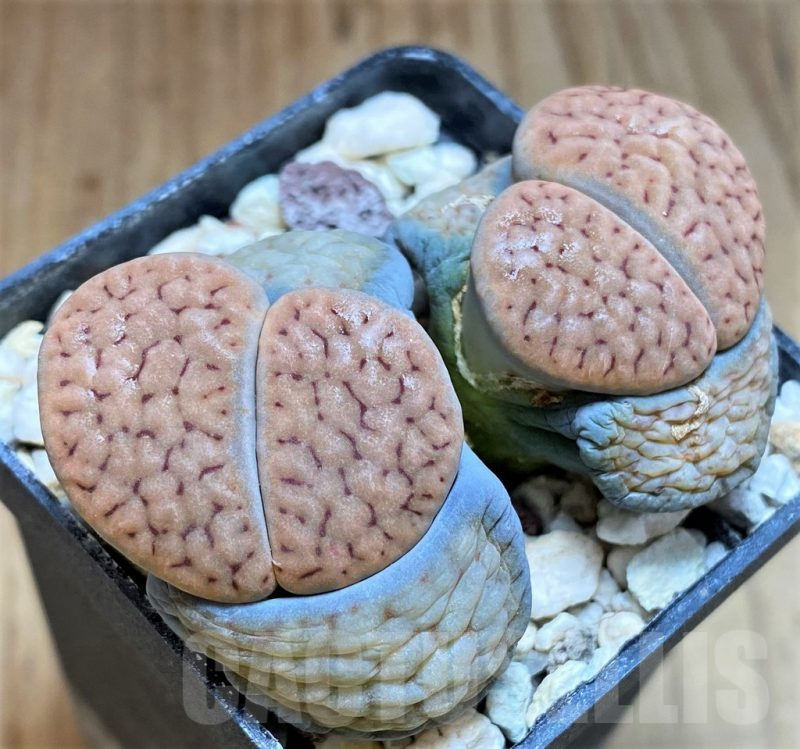 SH4420 Lithops schwantesii v. urikosensis C107 – Cactus-online