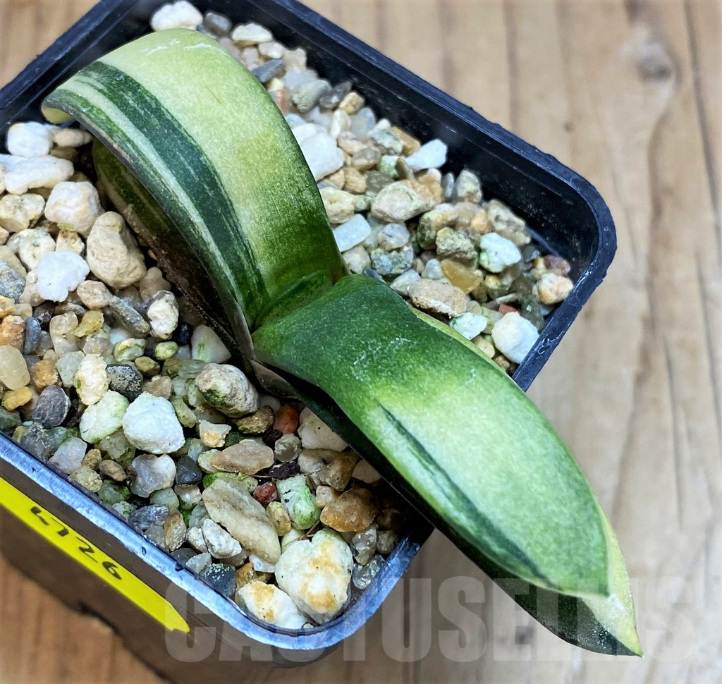 SH4726 Gasteria hybrid f. variegata – Cactus-online