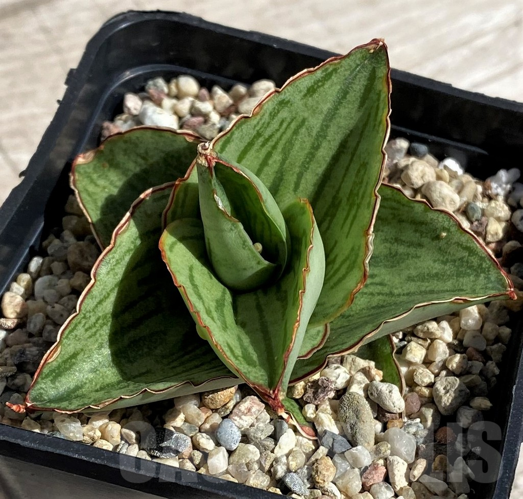 SH4849 Sansevieria ‘Hobbit’ – Cactus-online