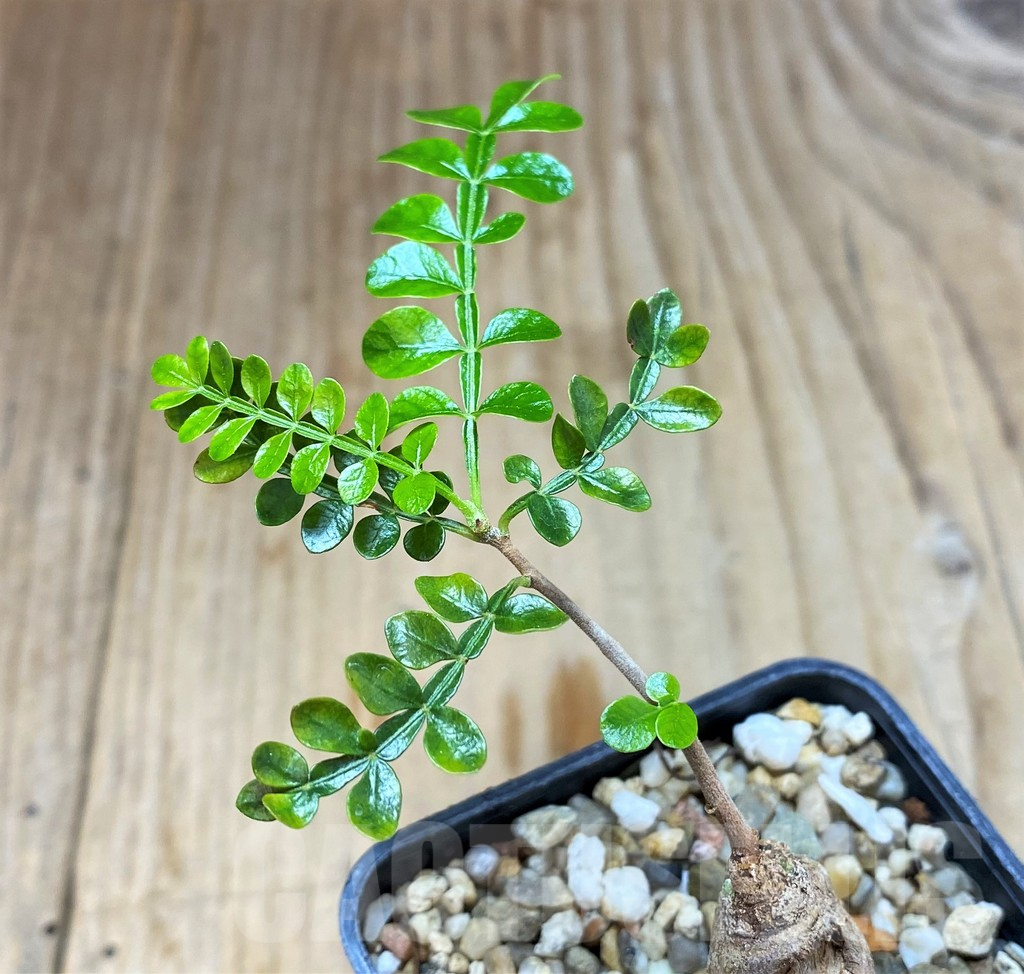 SH5349 Operculicarya pachypus – Cactus-online