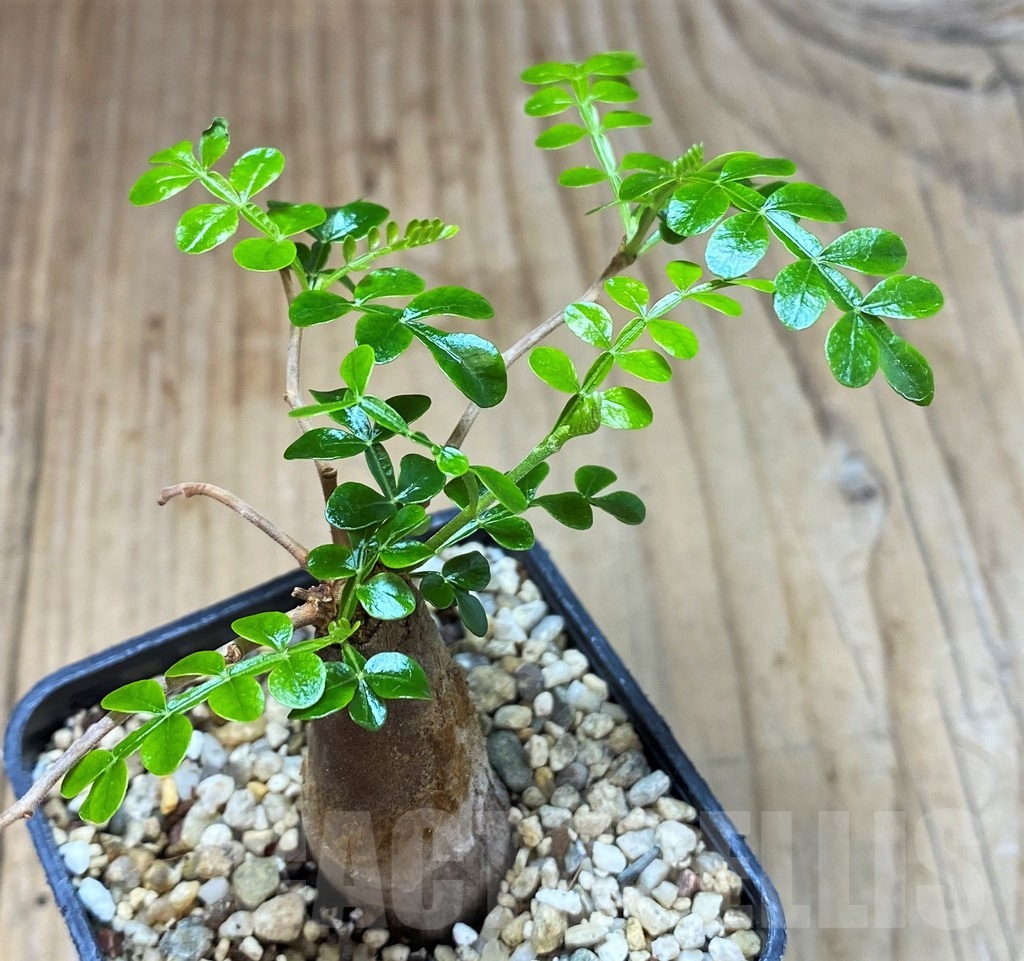 SH5350 Operculicarya pachypus – Cactus-online