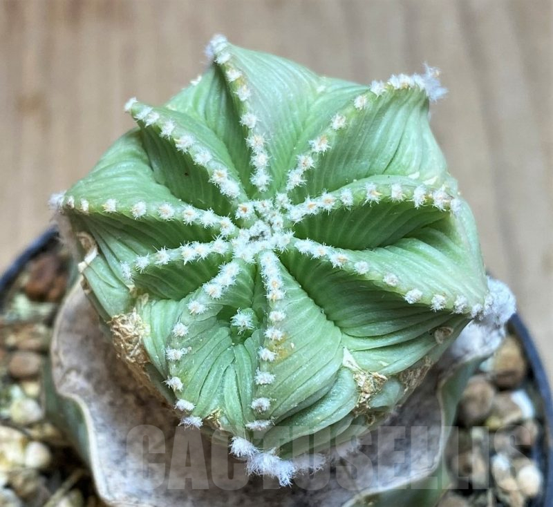 SH6038 Aztekium hintonii f. minor GCG 12707, Clone 25, grafted – Cactus ...