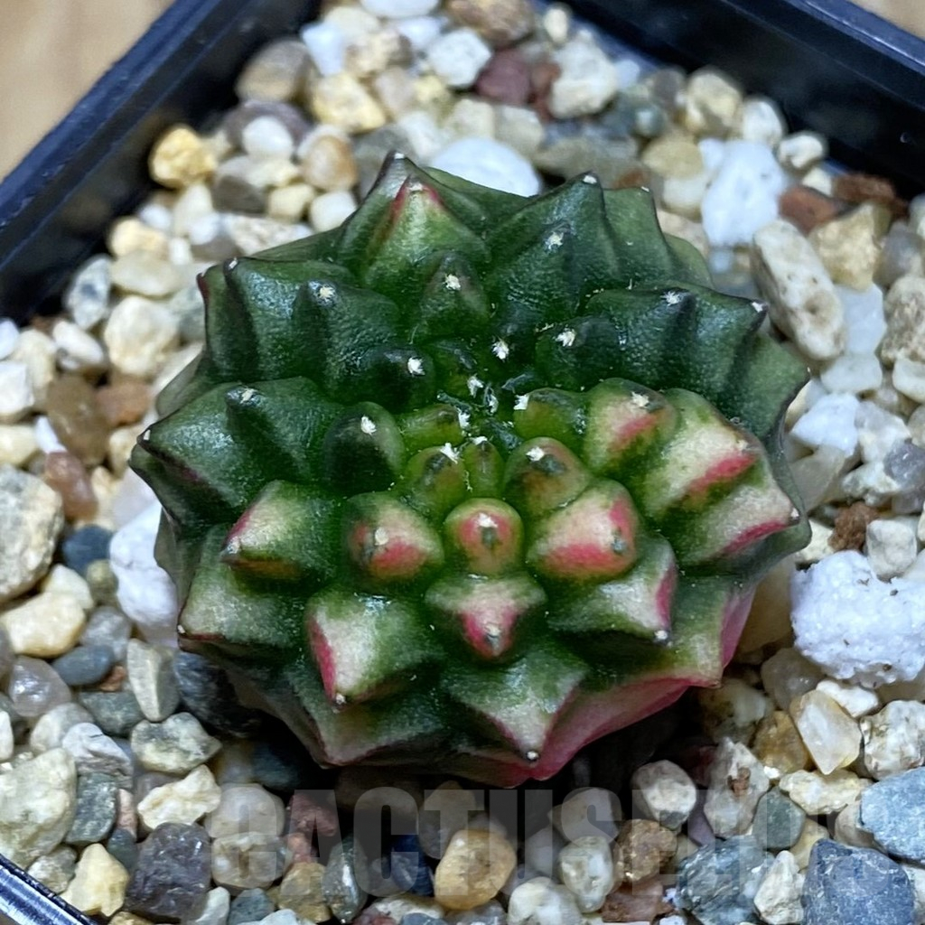 SH3781 Gymnocalycium mihanovichii ‘inermis’ f. variegata, seedling ...