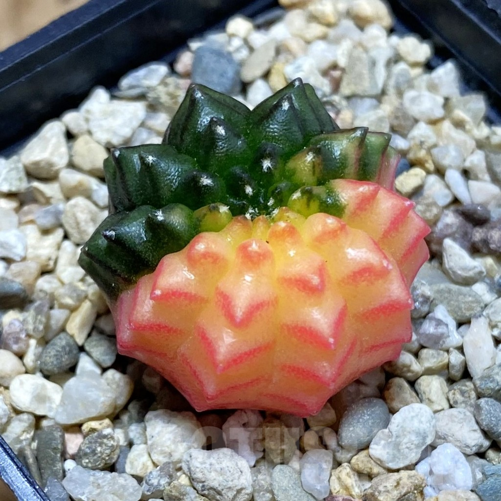 SH4045 Gymnocalycium mihanovichii ‘inermis’ f. variegata, seedling ...