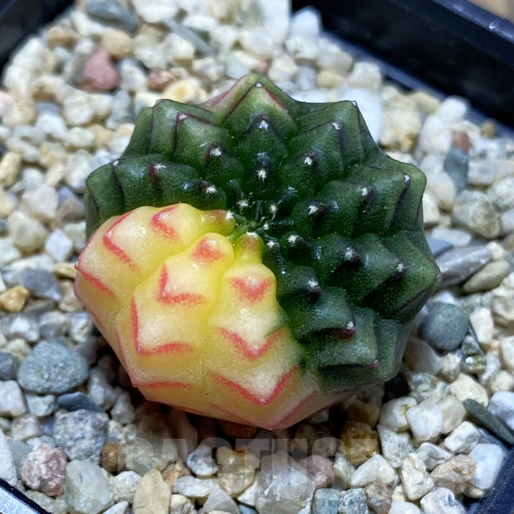 SH4290 Gymnocalycium mihanovichii ‘inermis’ f. variegata, seedling ...