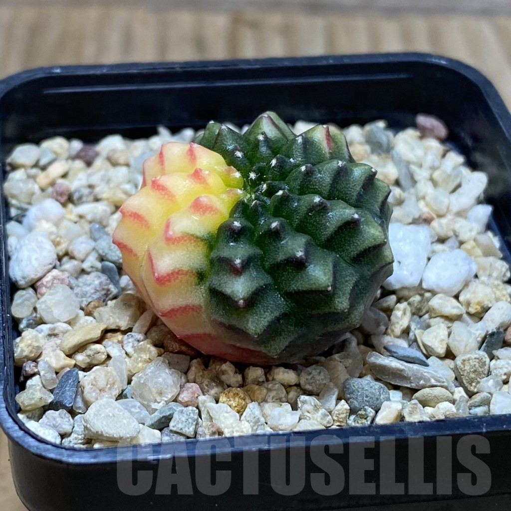 SH4290 Gymnocalycium mihanovichii ‘inermis’ f. variegata, seedling ...
