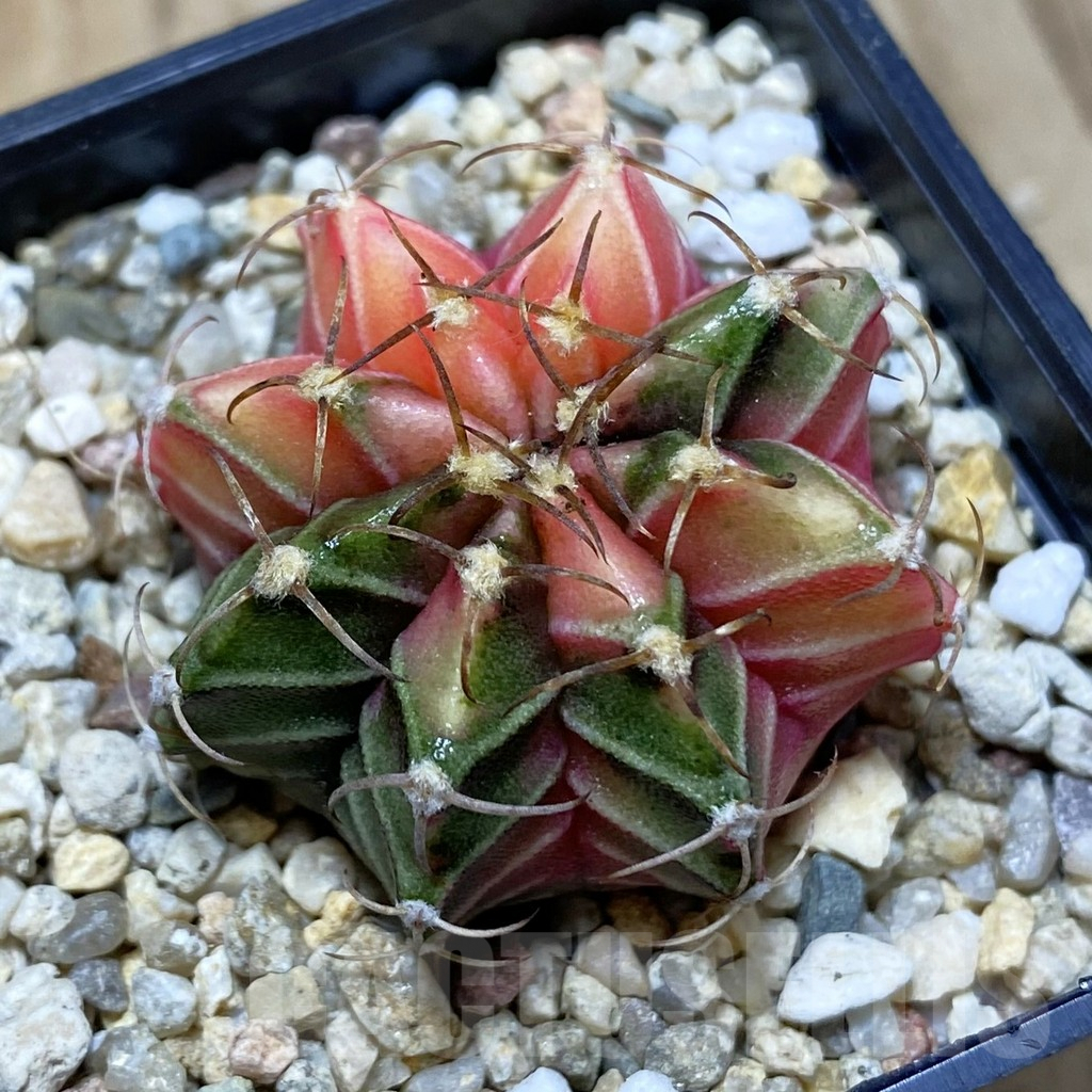 SH4294 Gymnocalycium friedrichii f. variegata, seedling – Cactus-online