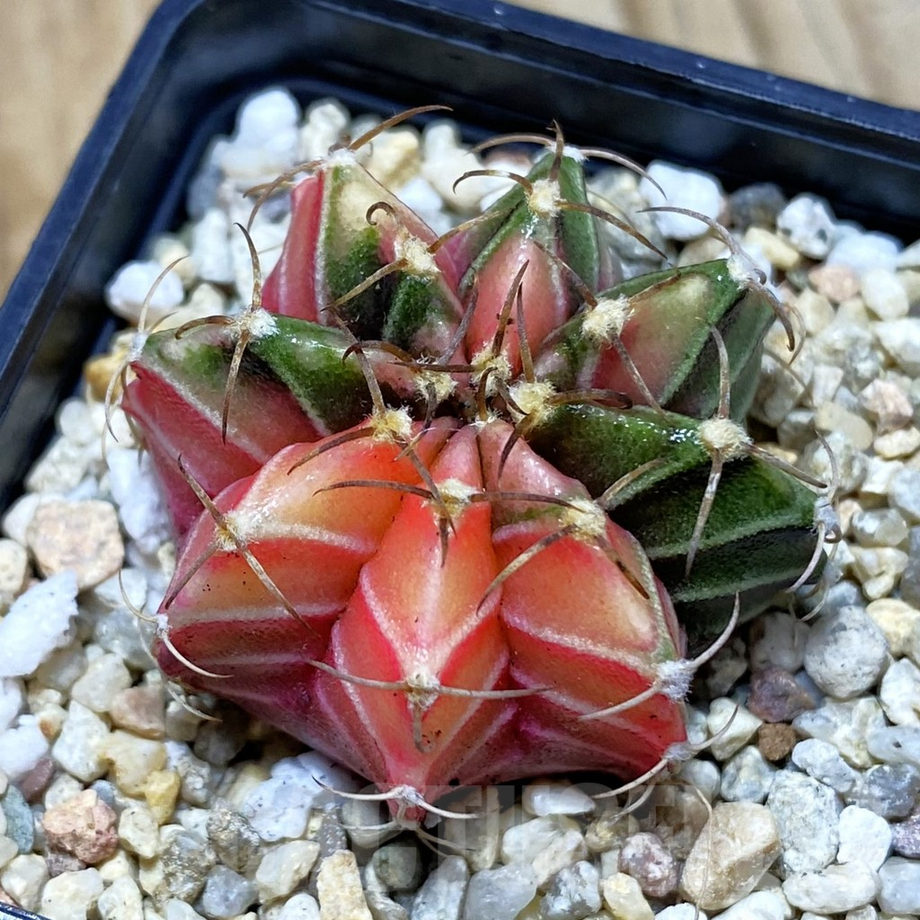 SH4294 Gymnocalycium friedrichii f. variegata, seedling – Cactus-online