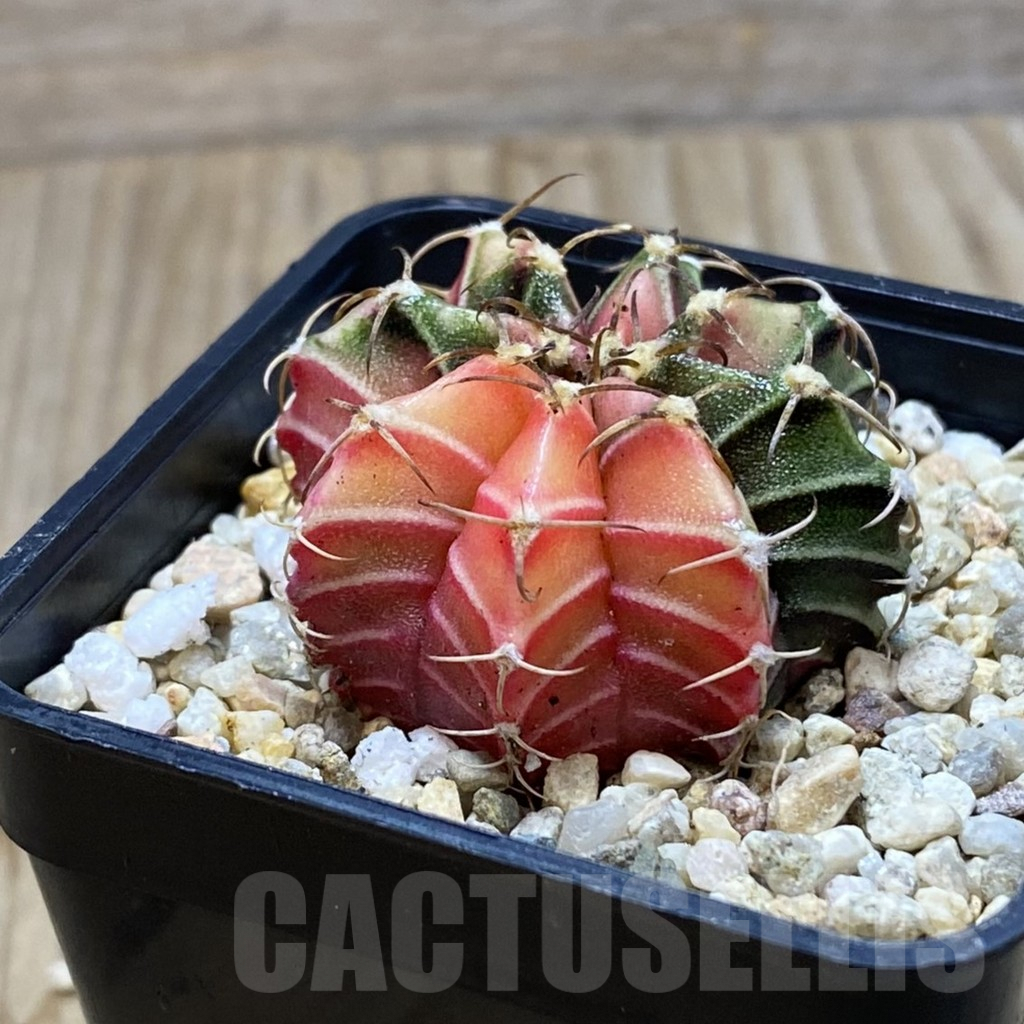 SH4294 Gymnocalycium friedrichii f. variegata, seedling – Cactus-online