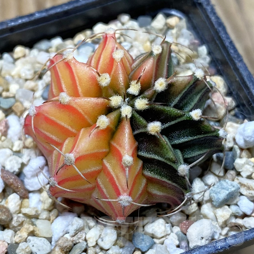 SH4295 Gymnocalycium friedrichii f. variegata, seedling – Cactus-online