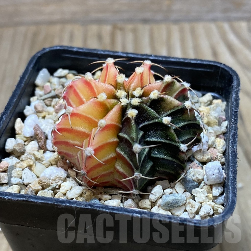 SH4295 Gymnocalycium friedrichii f. variegata, seedling – Cactus-online