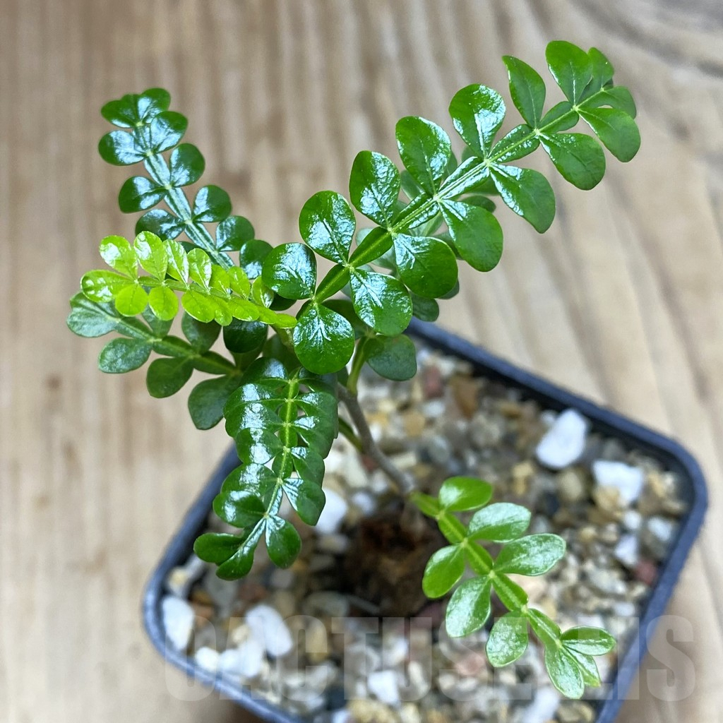 SH4566 Operculicarya pachypus – Cactus-online