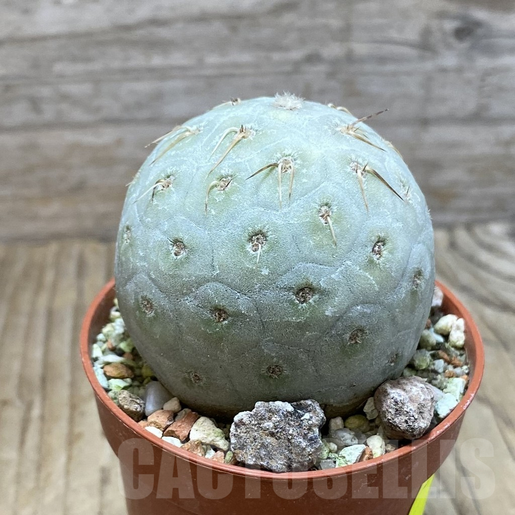 SH6099 Tephrocactus geometricus – Cactus-online