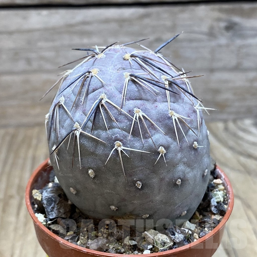 SH6102 Tephrocactus geometricus – Cactus-online
