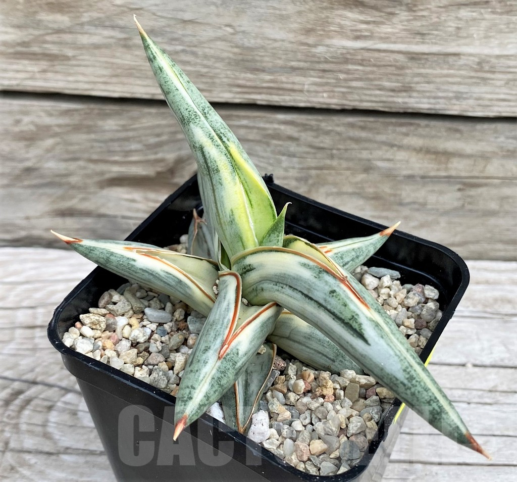 SH6499 Sansevieria ‘Blue Clone’ – Cactus-online
