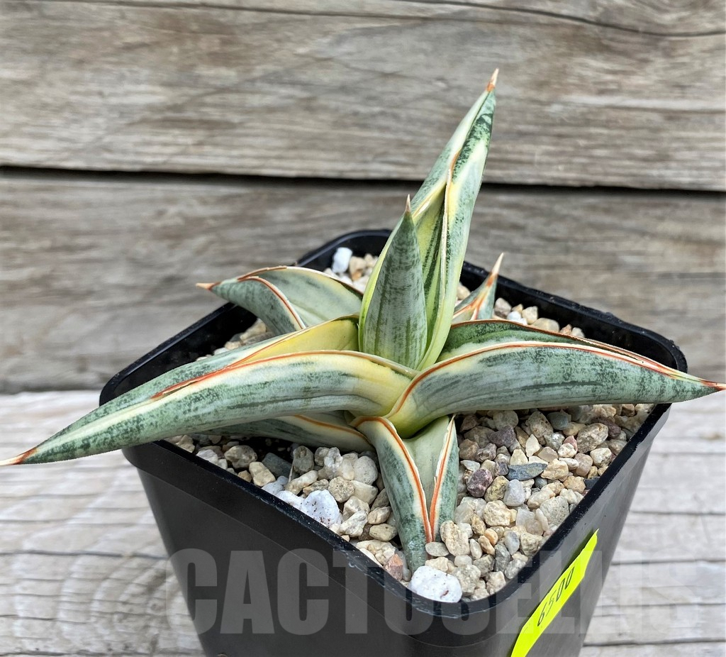 SH6500 Sansevieria ‘Blue Clone’ – Cactus-online