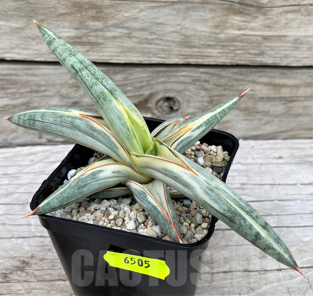SH6505 Sansevieria ‘Blue Clone’ – Cactus-online